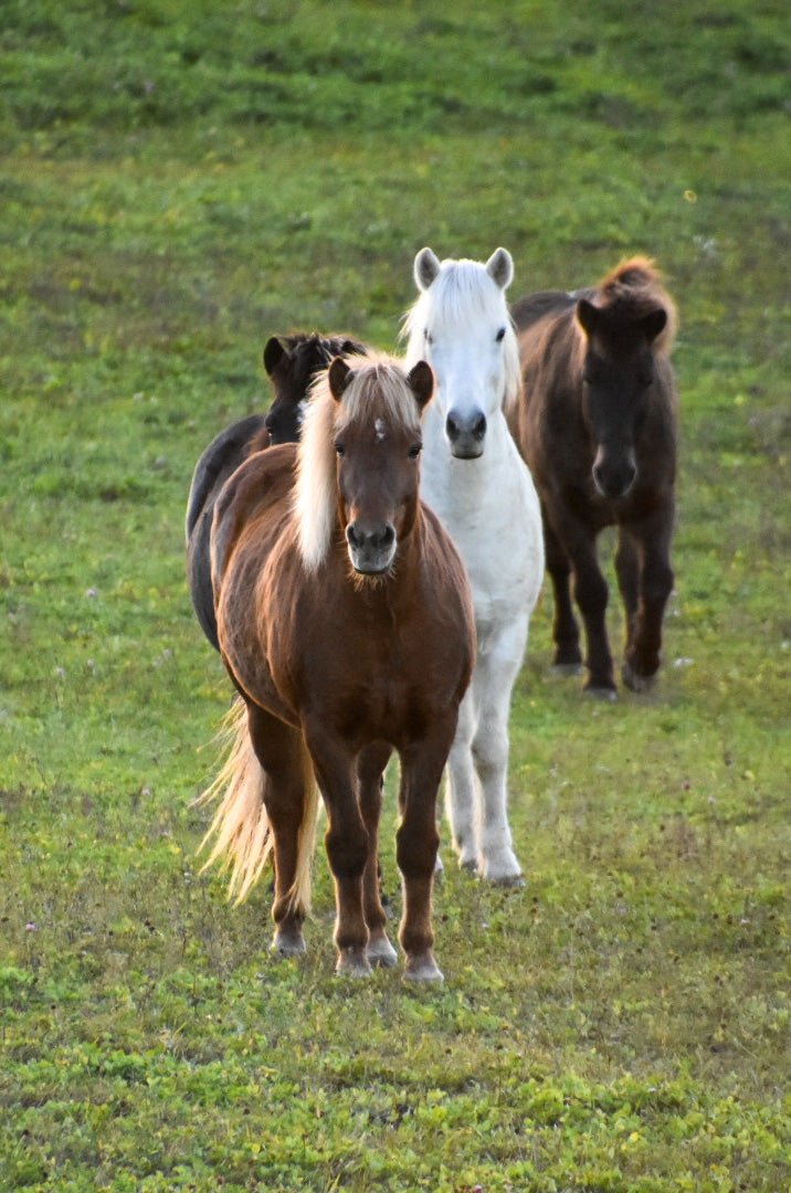 Boss Mare Bossing – Iamglytja