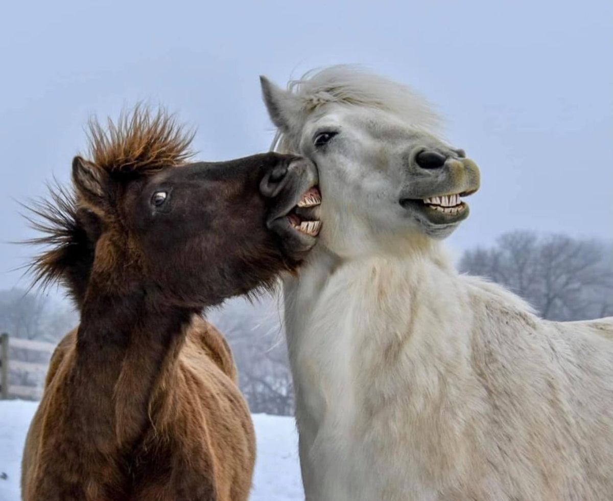 Kommi and Hermi Playing Photo – Iamglytja